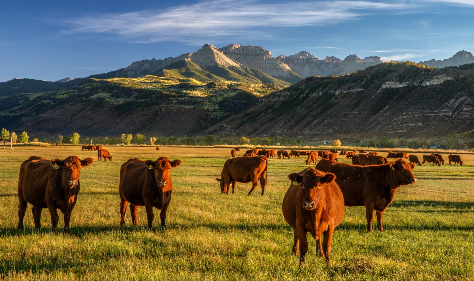 Why Grass-Fed Meat is Better: A Comprehensive Guide – Farm 2 Fork